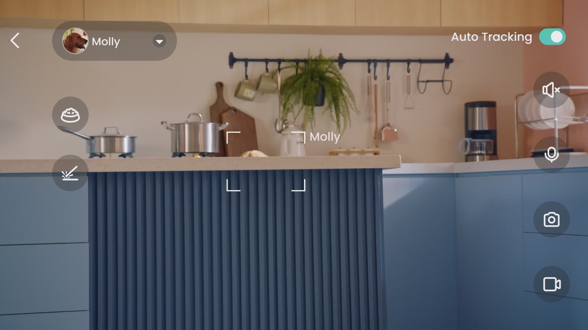 SiiPet Official Store | AI Cat Litter Box Camera | Monitor Health & Ca